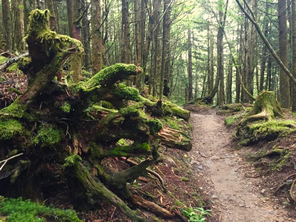 Falling Apart & Climbing Mountains: The Strength & Frailty of the Human ...