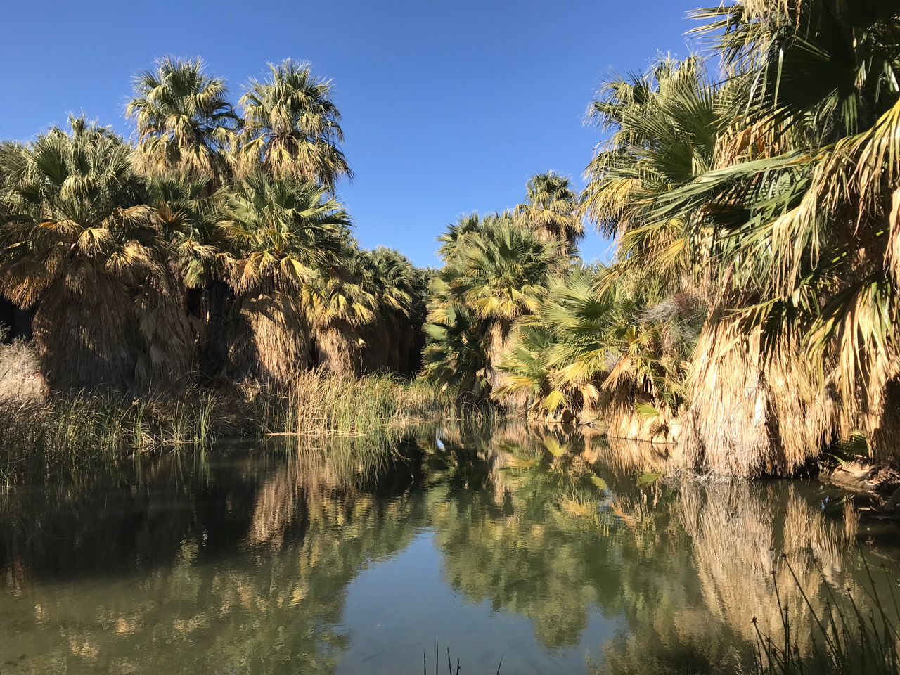 Hiking SoCal: Big Morongo Canyon Preserve & Coachella Valley Preserve ...